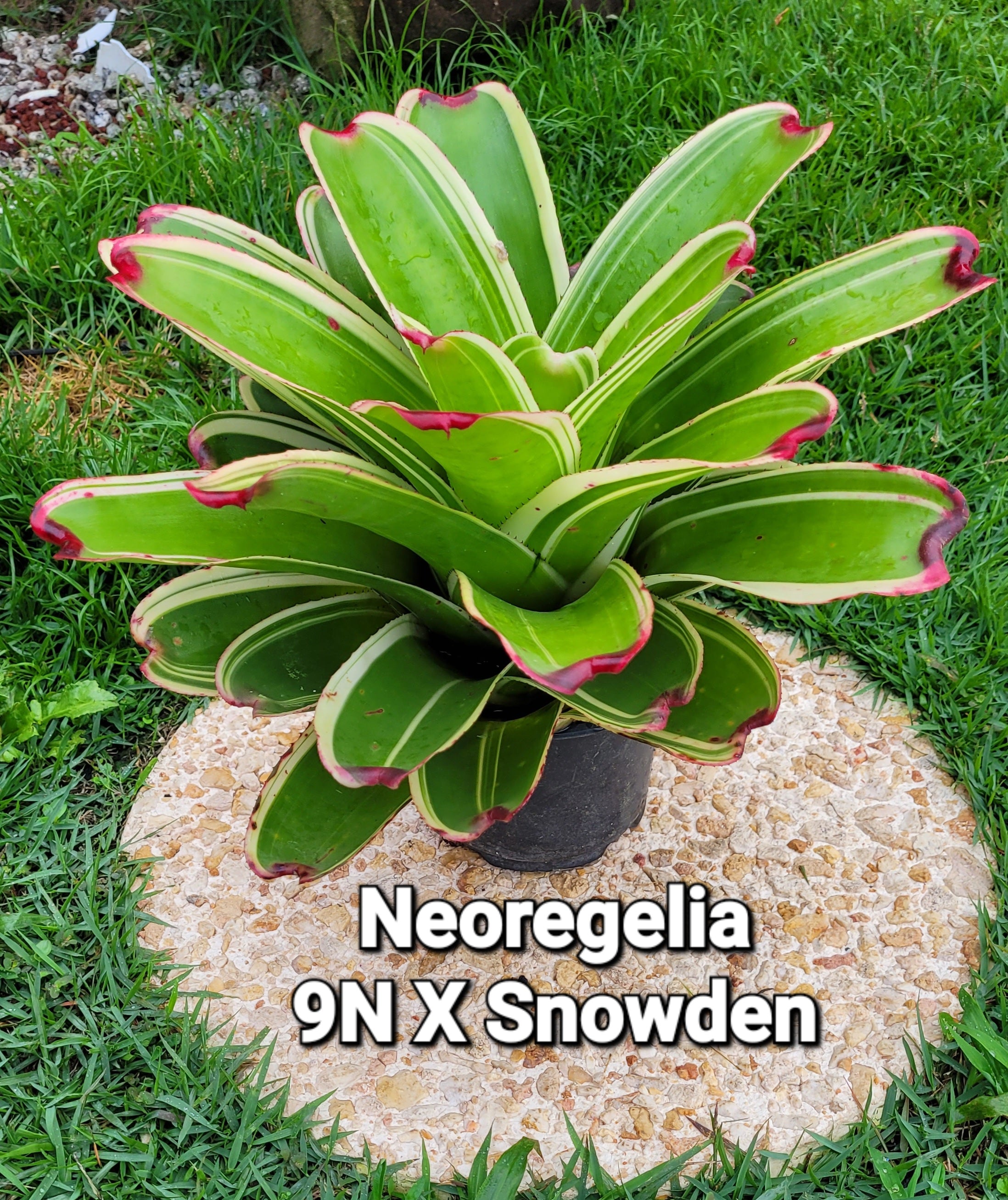 NEOREGELIA 9N X SNOWDEN – Sra Bromelia